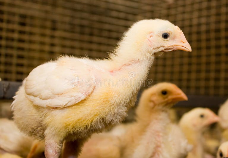 Chicken Broilers. Poultry Farm Stock Photo - Image of cage, agriculture ...