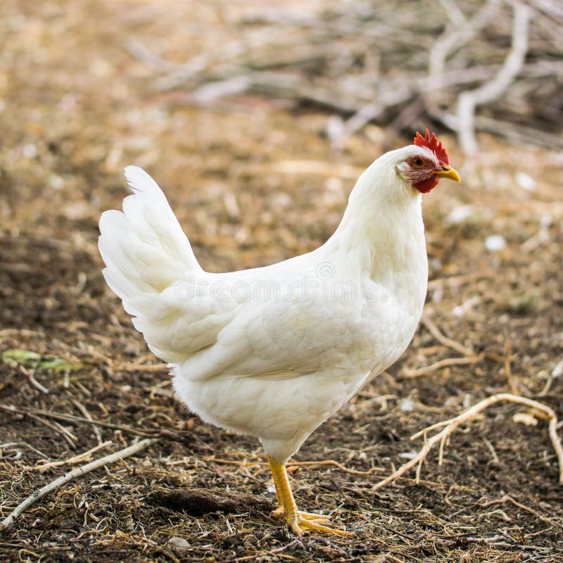 Chicken Broilers. Poultry Farm. White Chicken Walkinng in a Farm Garden ...