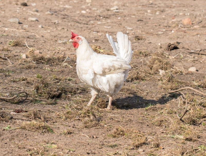 Chicken Broilers. Poultry Farm. White Chicken Walkinng in a Farm Garden ...