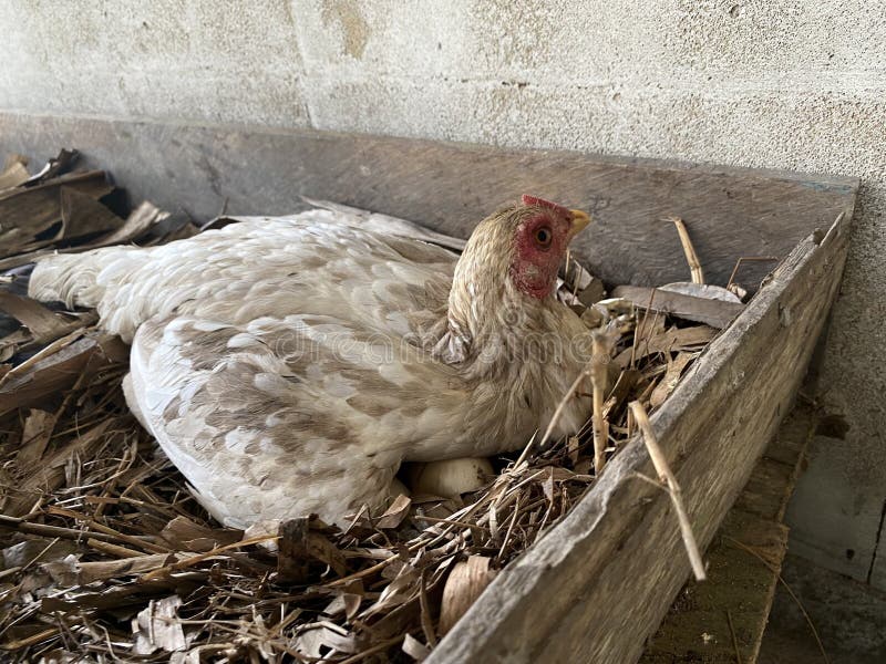 The chicken is brooding stock image. Image of poultry - 361842121