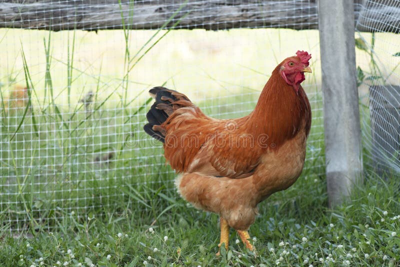 A Chicken Brown , Chicken Breeder,Eating Grass on the Farm Stock Image ...