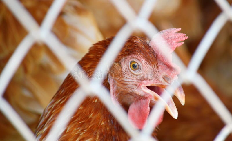 Chicken in cage stock photo. Image of brown, poultry - 51497324