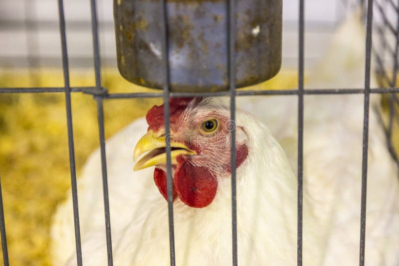 County Fair Chicken Stock Photos - Free & Royalty-Free Stock Photos ...