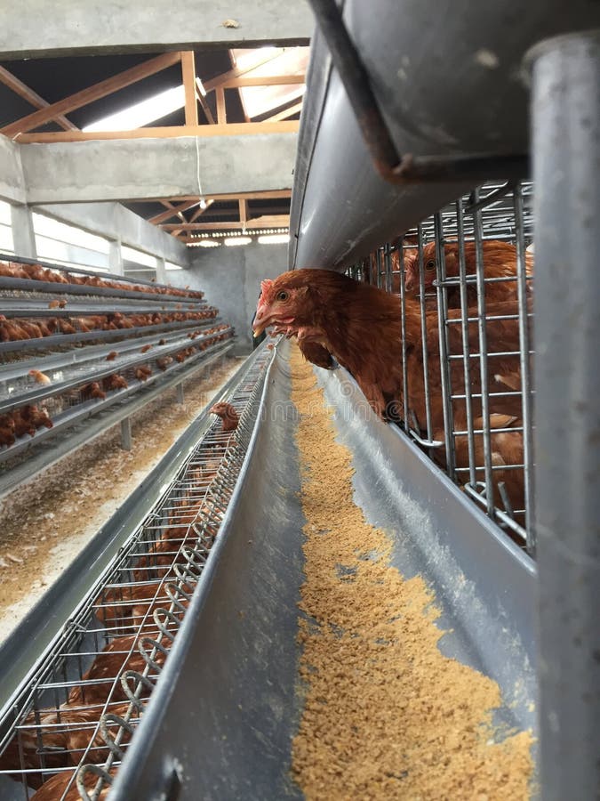 Chicken stock photo. Image of cage, feed, chicken, coop - 203651210