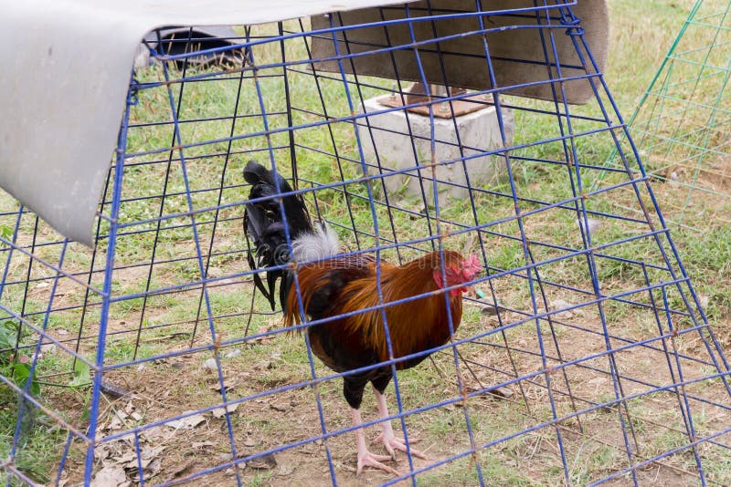 Chicken in a cage stock photo. Image of cage, rural, scene - 89639206