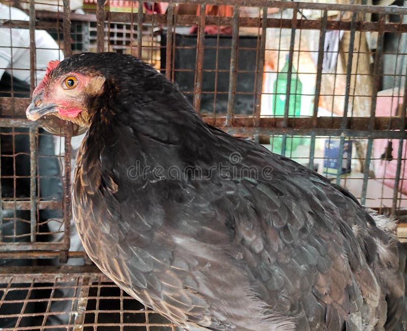 Side view of Chicken stock image. Image of beak, chicken - 261186719