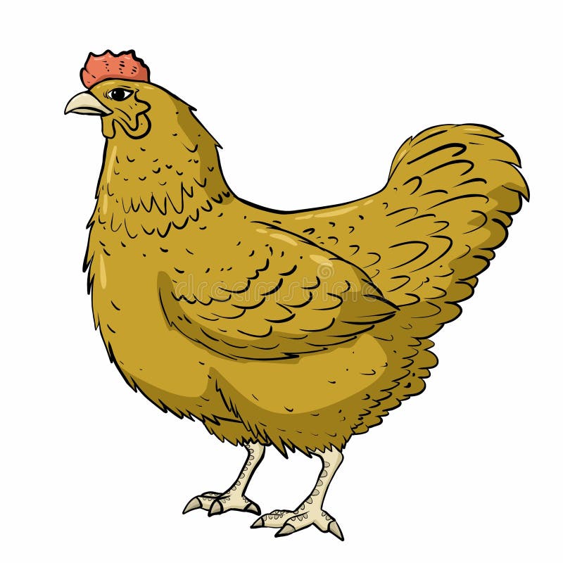 Chicken Cartoon Illustration on White Stock Illustration - Illustration ...