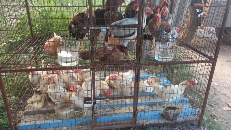 Chicken Center Colour Full Kids Stock Photo - Image of center, full ...