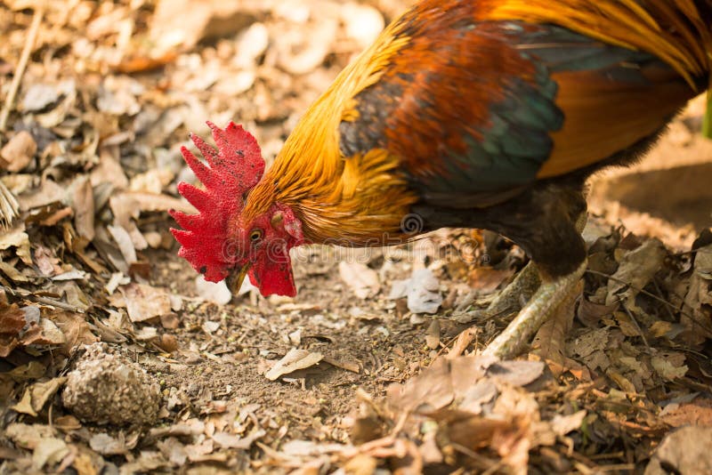 186 Checken Stock Photos - Free & Royalty-Free Stock Photos from Dreamstime