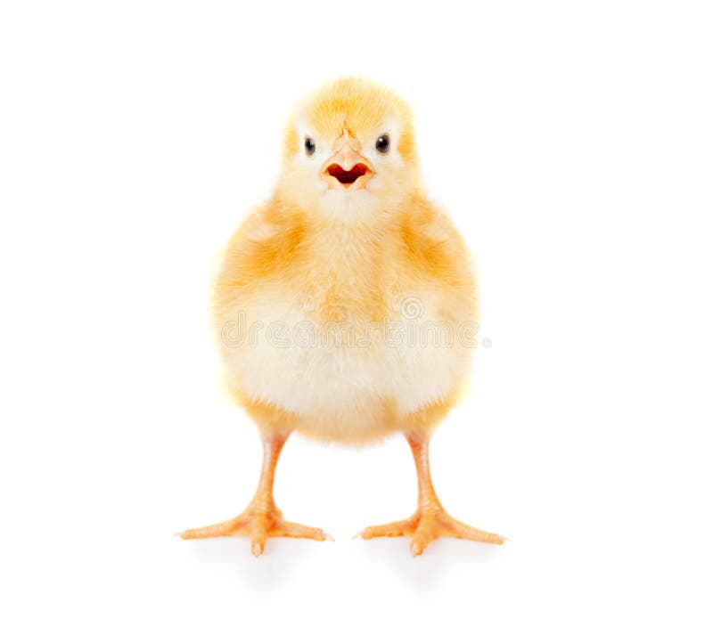 Chicken cheeping stock photo. Image of furry, life, beak - 29543758