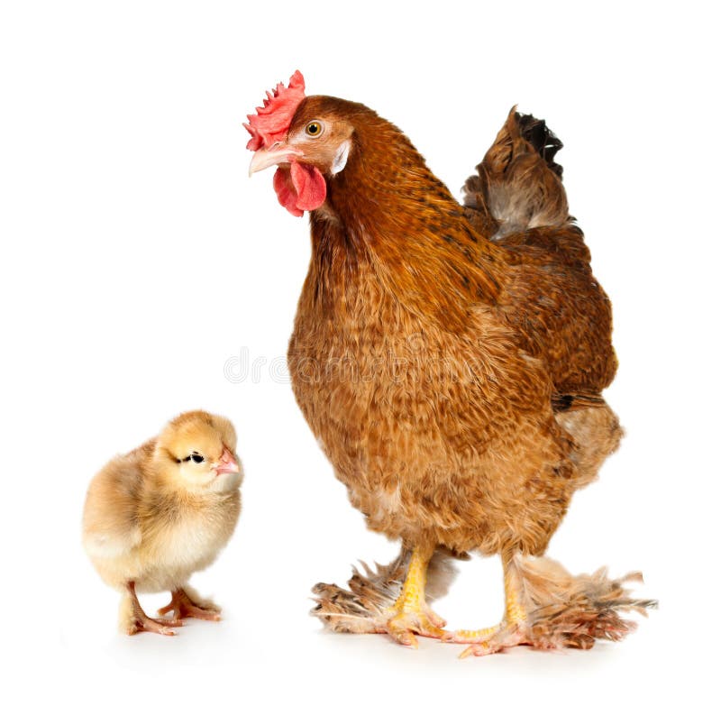 Chicken Hen, Chick And Egg. Stock Photo - Image of domesticus, white ...