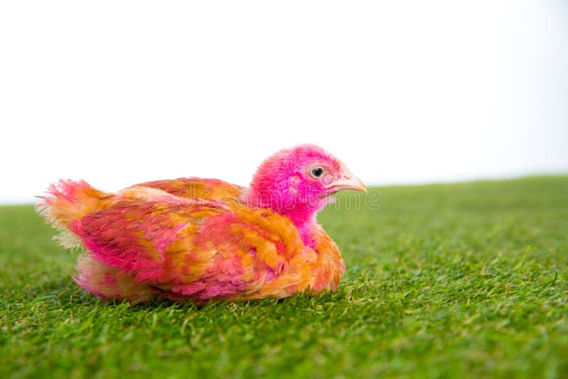 Chicken Chick Hen Pink Painted on Turf Grass Stock Image - Image of ...