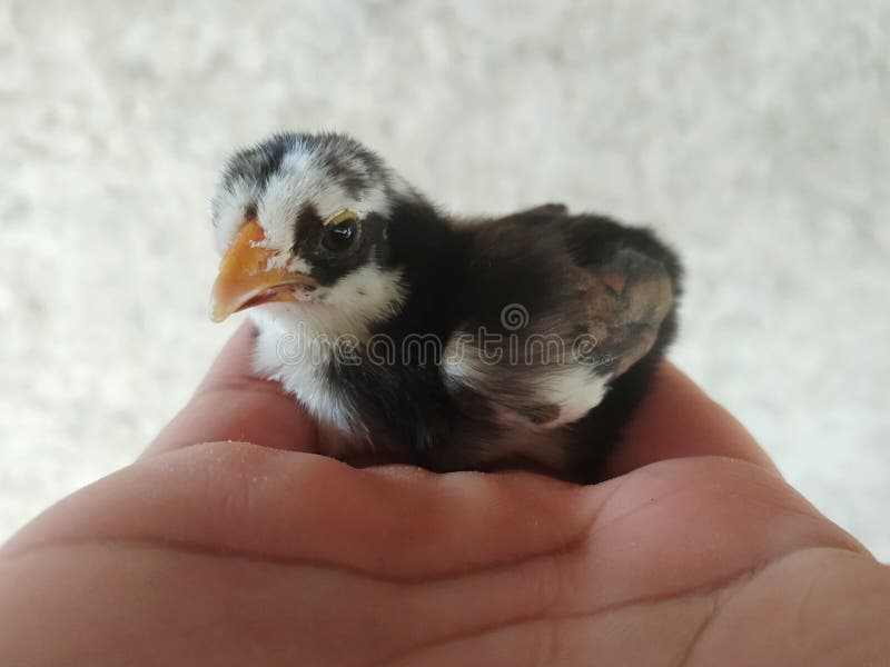 Chicken Chick small stock image. Image of hand, eyes - 172974809