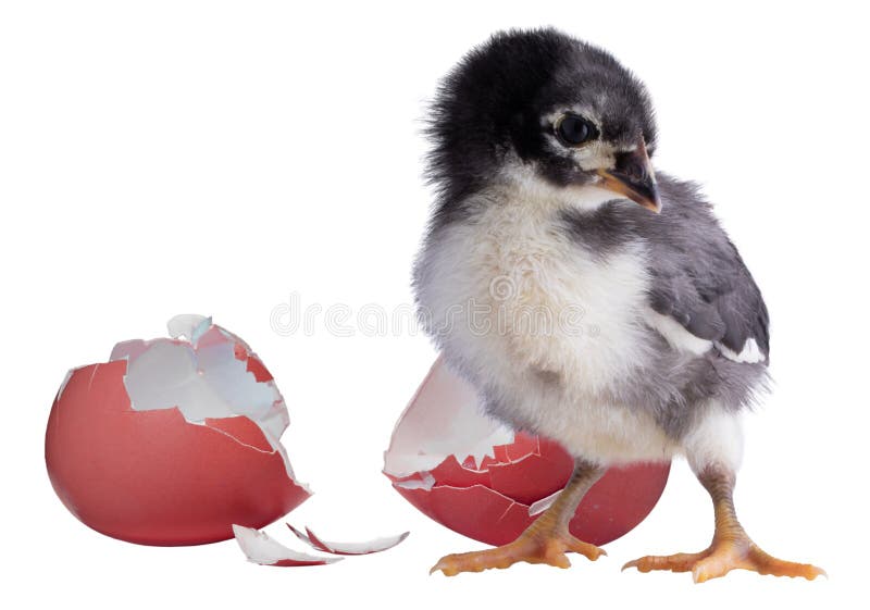 Pink Eggs Shattered with a Chick Stock Image - Image of chicken, beak ...