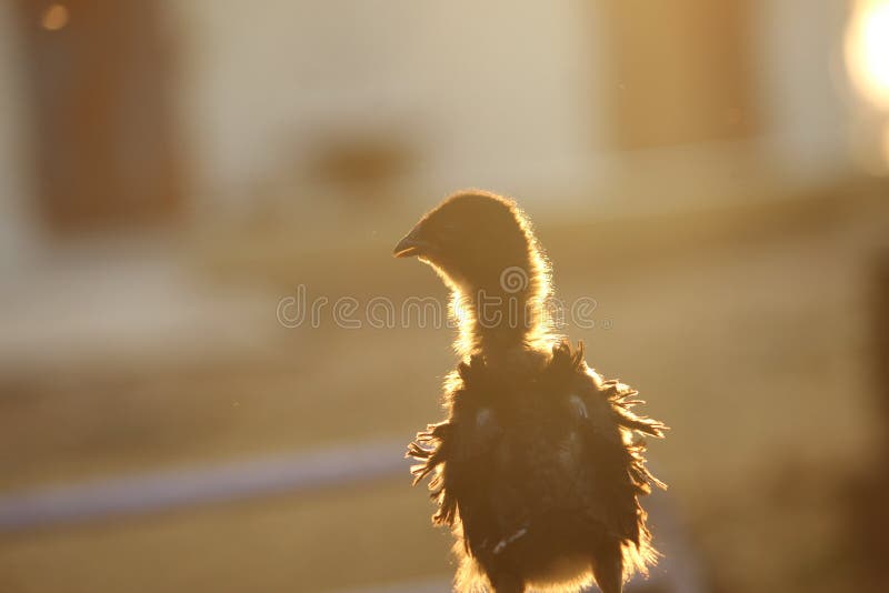 Chicken chick in sun set stock photo. Image of hand - 260537612