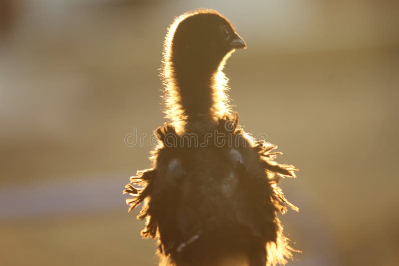 Chicken chick in sun shade stock image. Image of lighting - 260537615