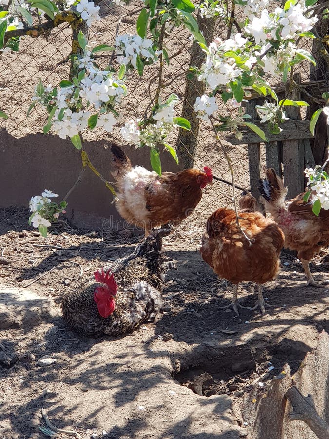 Chicken stock image. Image of spring, ecofarming, farm - 145477439
