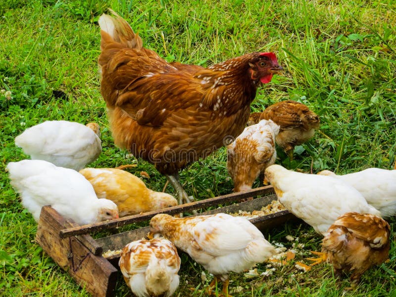 Chicken with Chickens Eats Feed from the Feeder Stock Image - Image of ...