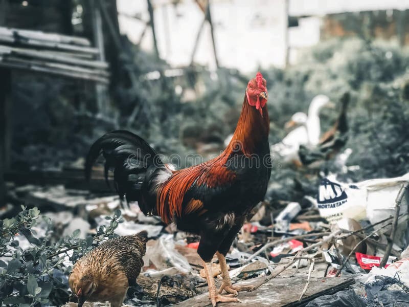 Chicken in the stock photo. Image of wild, chickens - 222486966