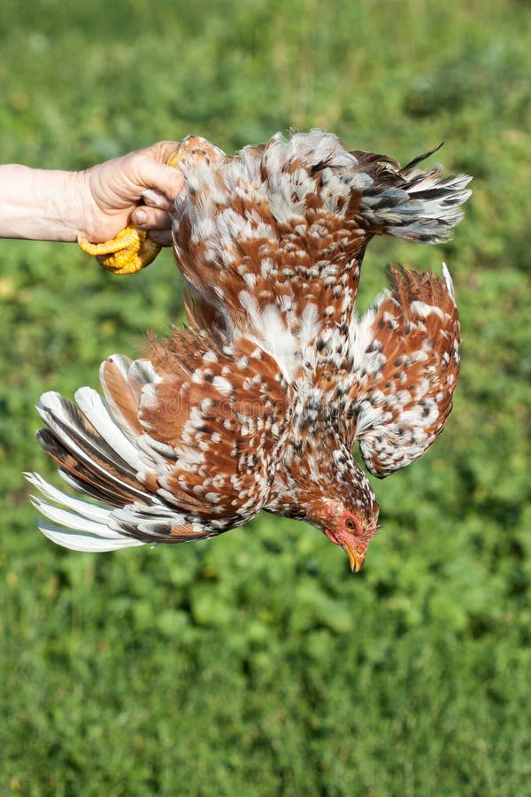 383 Human Chickens Stock Photos - Free & Royalty-Free Stock Photos from ...