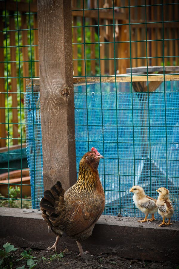 Chicken in the paddock stock image. Image of backyard - 170380687