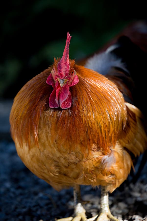 Chicken stock image. Image of side, cute, rear, farm - 82626997