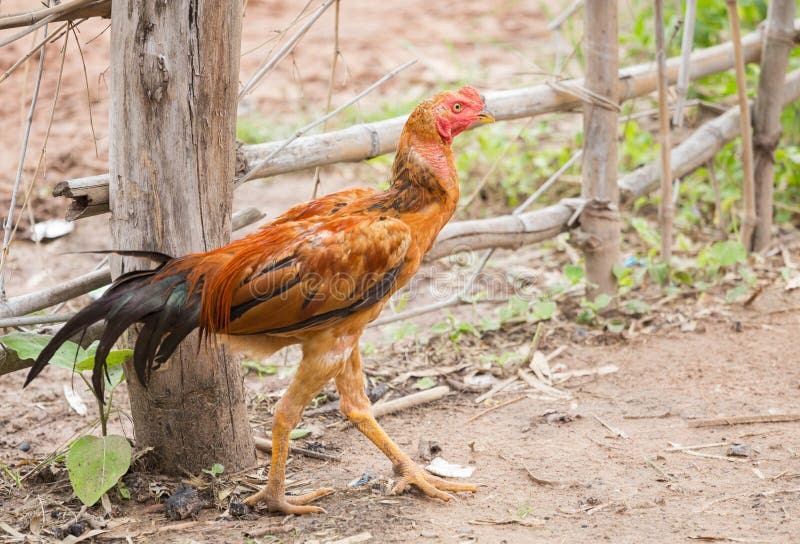 Thailand Chicken stock photo. Image of chick, baby, farming - 60000946