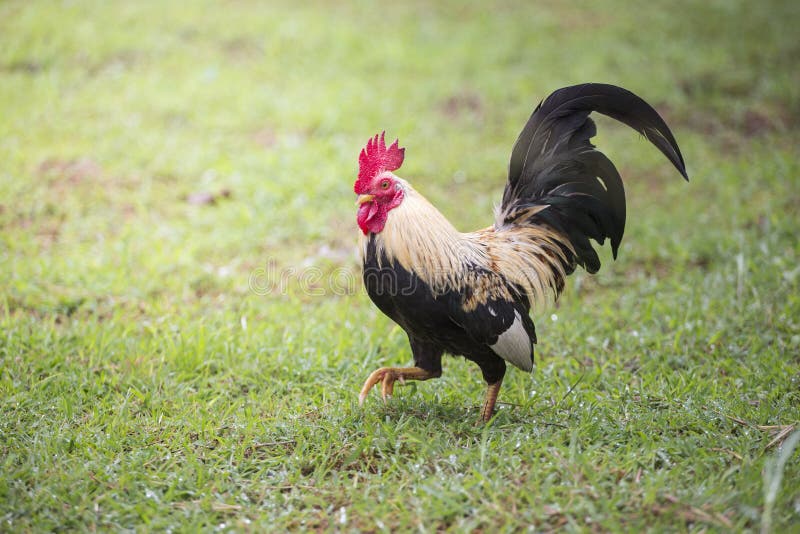 Chicken stock image. Image of chicken, animal, life, walking - 59778777