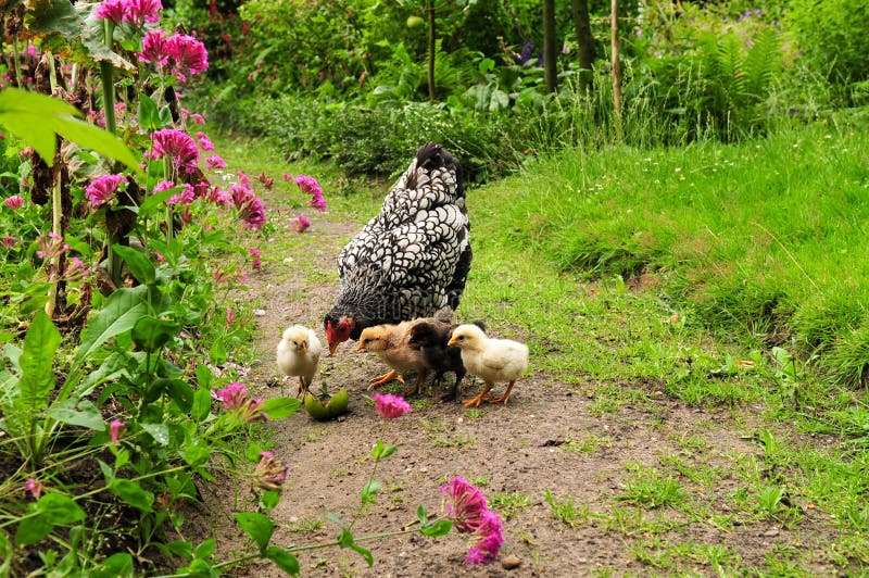 Chicken with chicks stock image. Image of chickens, path - 25952717