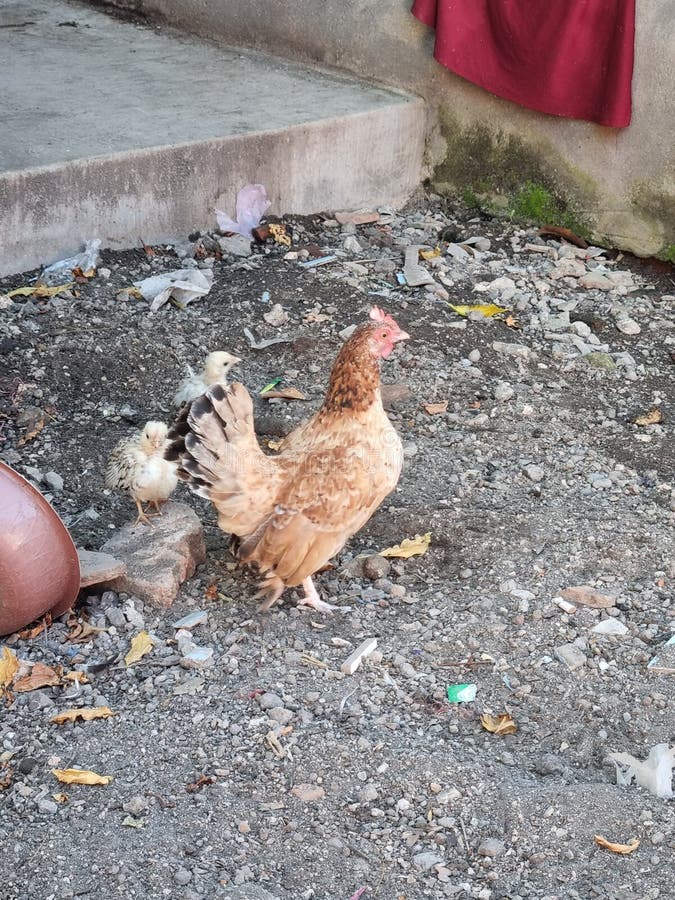 Chicken and chicks stock image. Image of sand, plant - 266007403