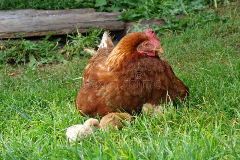 Chicken and chicks stock photo. Image of birds, chicks, hens - 62870