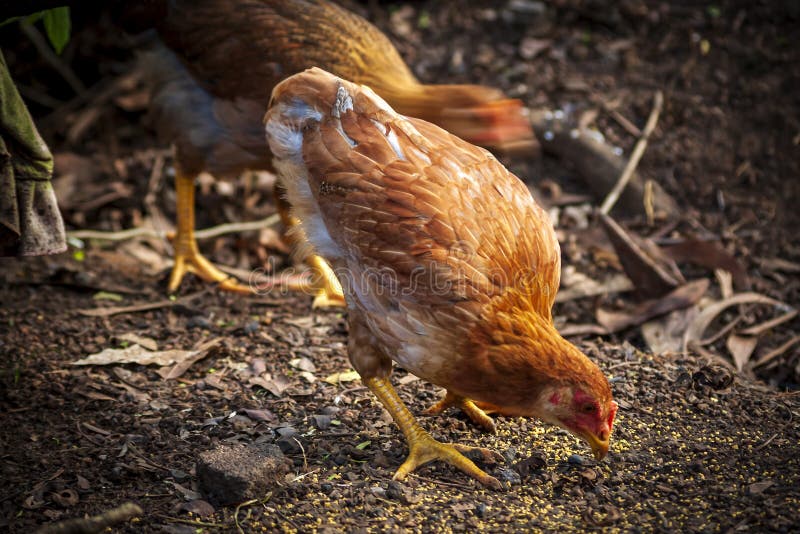 Chicken and Chicks Mother Hen Father Hen, Looking for Food Stock Photo ...