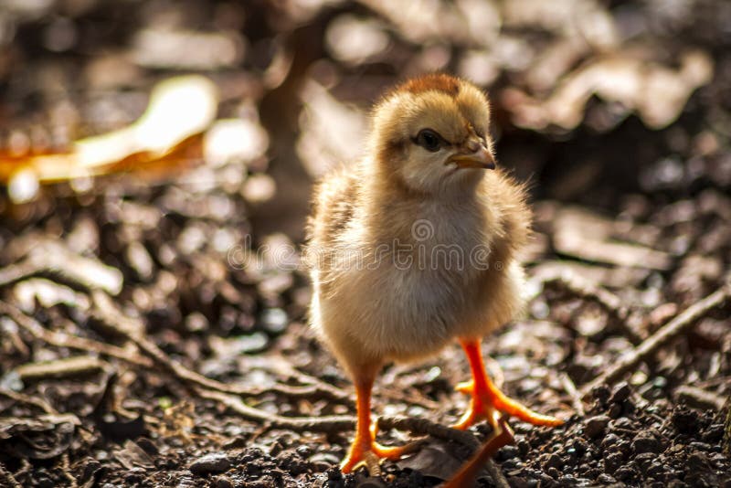 Chicken and Chicks Mother Hen Father Hen, Looking for Food Stock Image ...