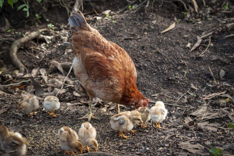 Chicken and Chicks Mother Hen Father Hen, Looking for Food Stock Photo ...