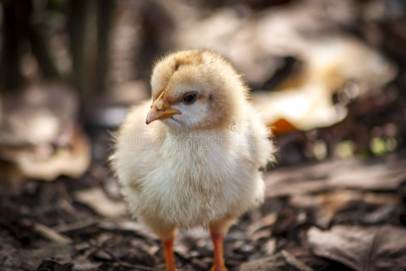 Chicken and Chicks Mother Hen Father Hen, Looking for Food Stock Image ...