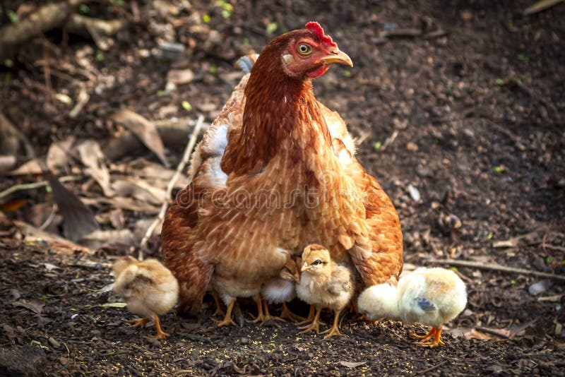 Chicken and Chicks Mother Hen Father Hen, Looking for Food Stock Image ...
