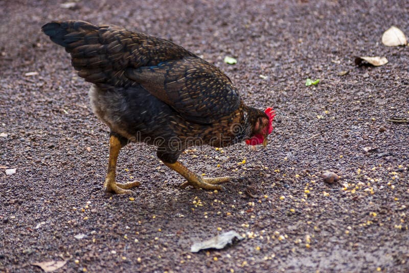 Chicken and Chicks Mother Hen Father Hen, Looking for Food Stock Photo ...