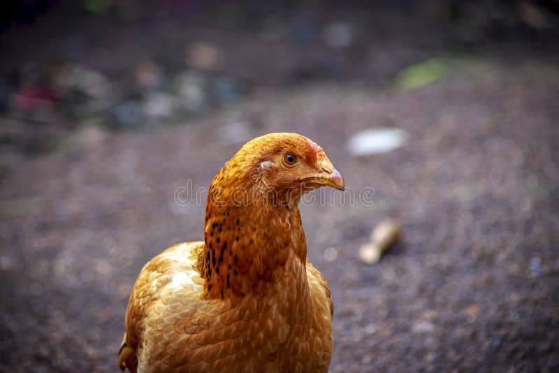 Chicken and Chicks Mother Hen Father Hen, Looking for Food Stock Image ...