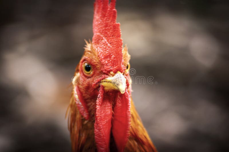 Chicken and Chicks Mother Hen Father Hen, Looking for Food Stock Photo ...