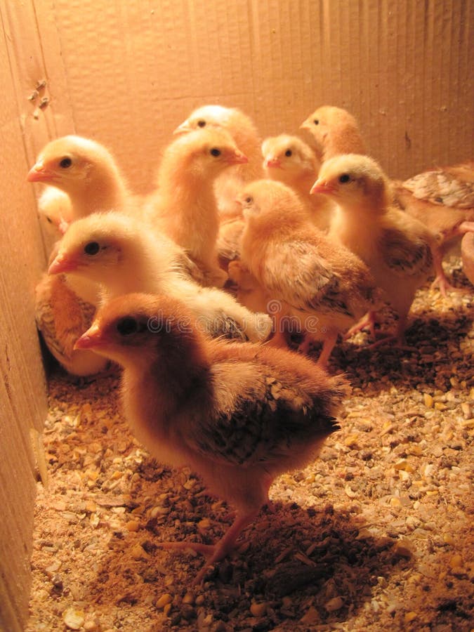 Reds Chicks Stock Photos - Free & Royalty-Free Stock Photos from Dreamstime