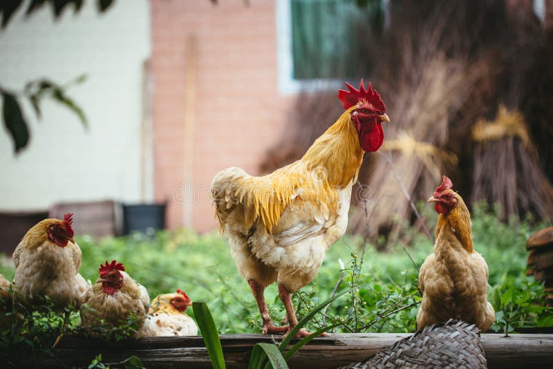 Chicken stock image. Image of countryside, chook, chicken - 64609209