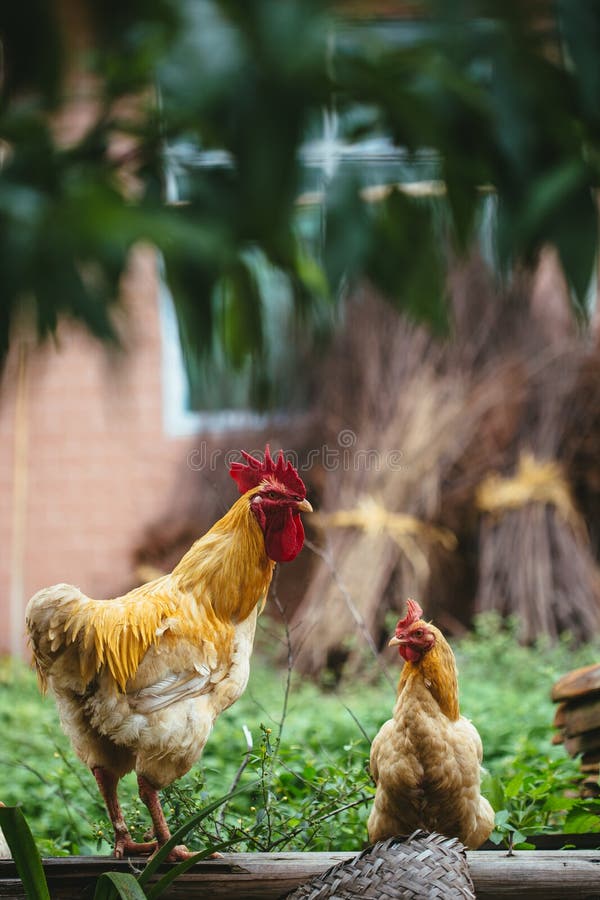Chicken stock image. Image of chicken, poultry, country - 64609215