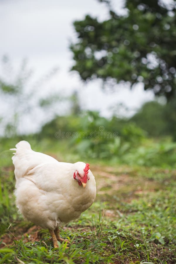 Chicken stock image. Image of fowl, country, outdoor - 64614397