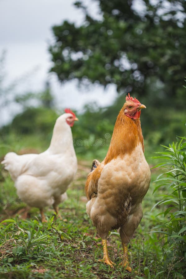 Chicken stock photo. Image of china, area, country, poultry - 64614450