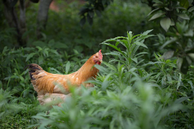 Chicken stock image. Image of outdoor, areas, area, chook - 64614573