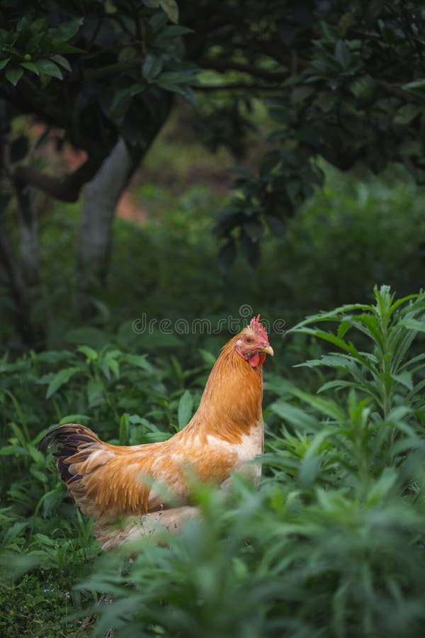 Chicken stock photo. Image of fowl, chinese, rural, countryside - 64614604
