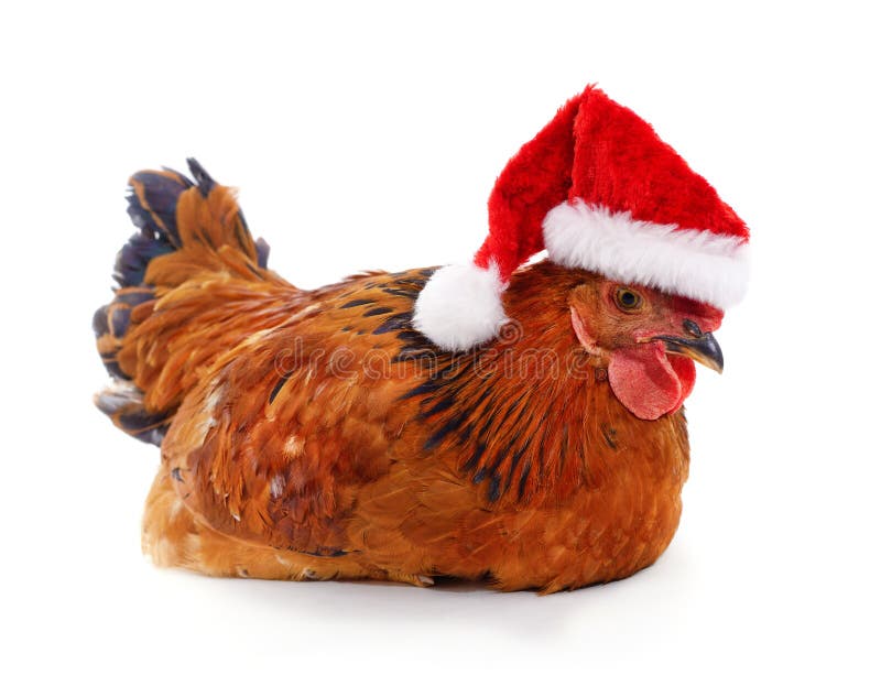 Hen Santa Hat Stock Photos - Free & Royalty-Free Stock Photos from ...