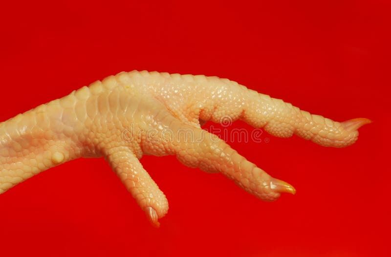 139,239 Claw Stock Photos - Free & Royalty-Free Stock Photos from ...