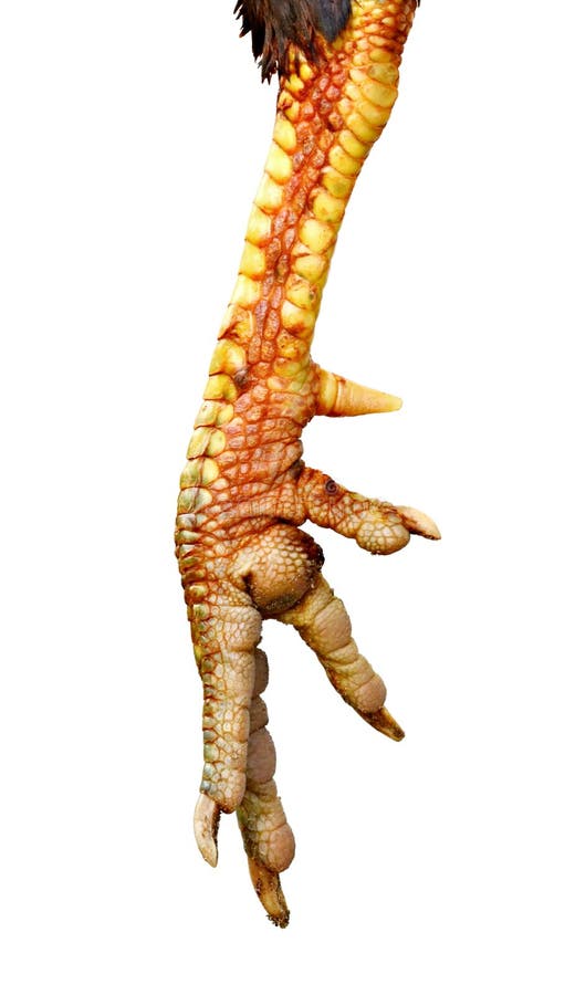 Chicken claw stock photo. Image of poultry, nail, skin - 207060038