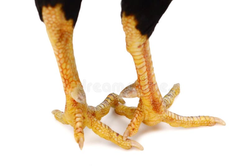 Chicken claw stock image. Image of still, animal, foot - 224275979